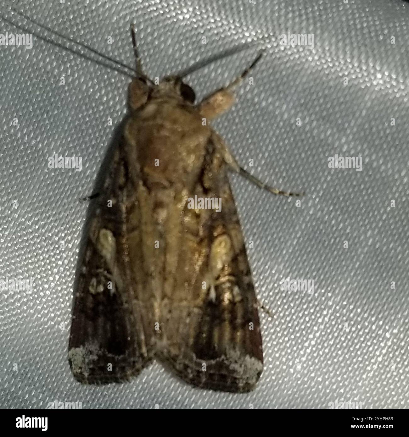 Fall Armyworm Moth (Spodoptera frugiperda Stock Photo - Alamy