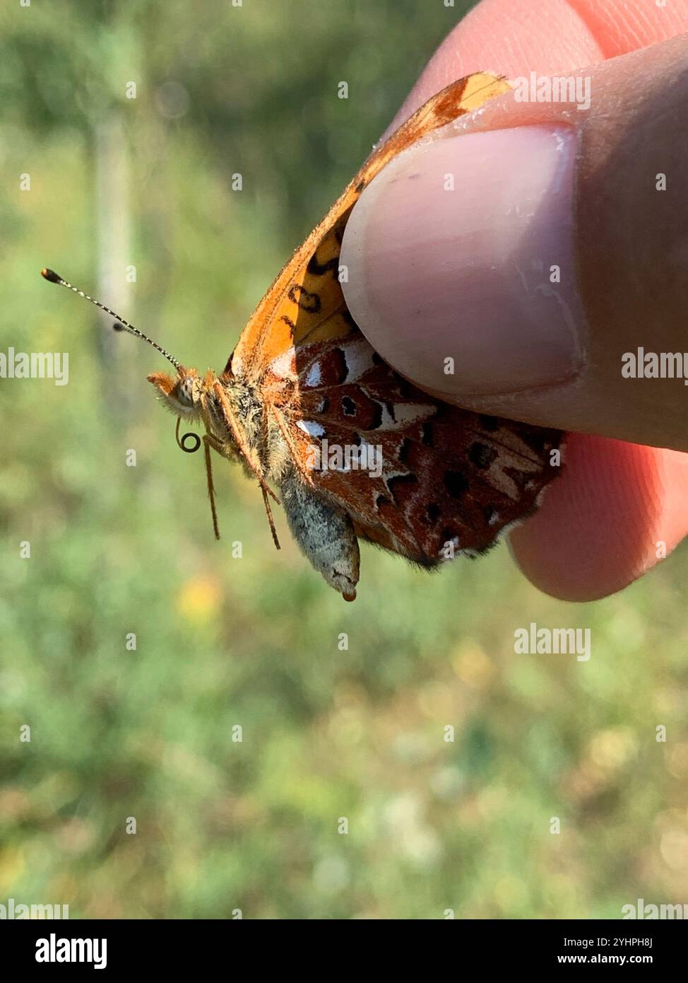 Arctic fritillary boloria hi-res stock photography and images - Alamy