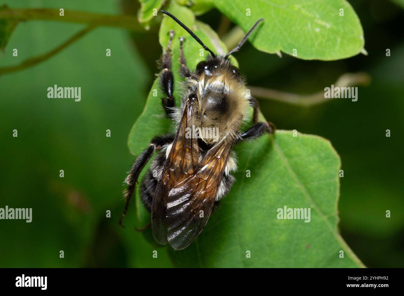 Two-spotted Bumble Bee (Bombus bimaculatus Stock Photo - Alamy
