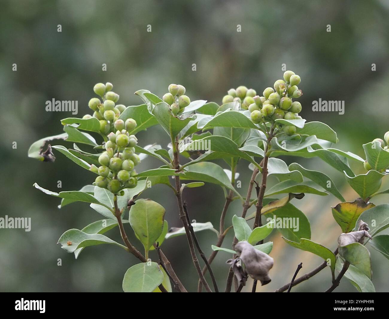 Beach Vitex (Vitex rotundifolia Stock Photo - Alamy