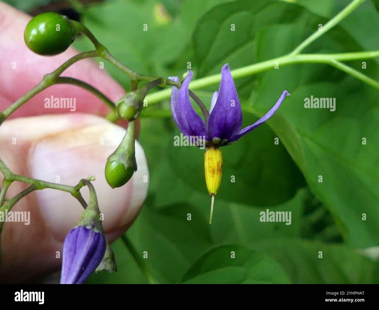 bittersweet nightshade (Solanum dulcamara Stock Photo - Alamy