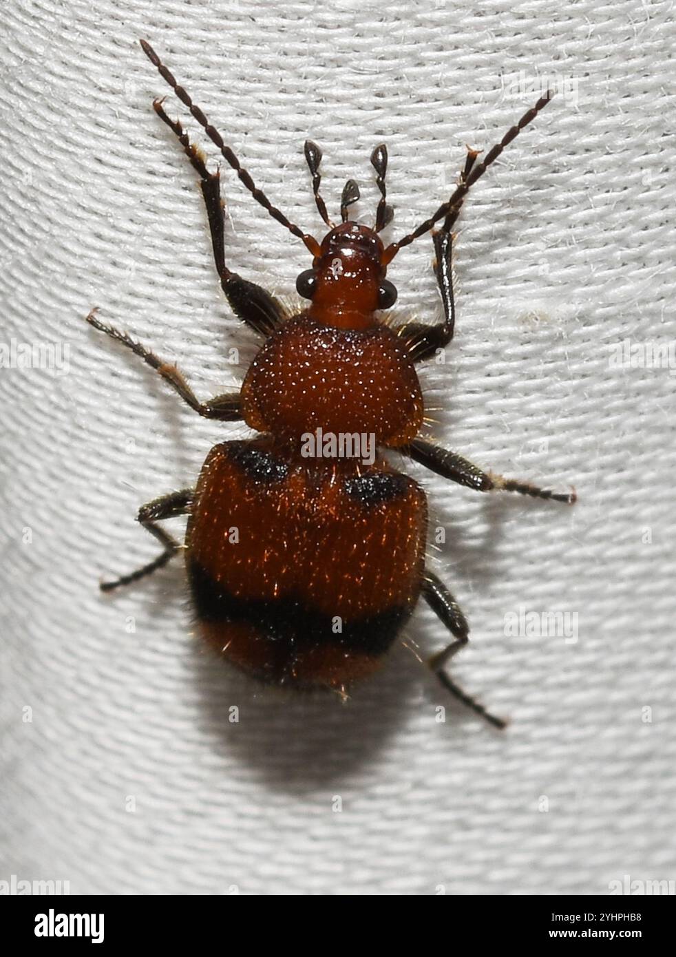 Panagaeus hi-res stock photography and images - Alamy