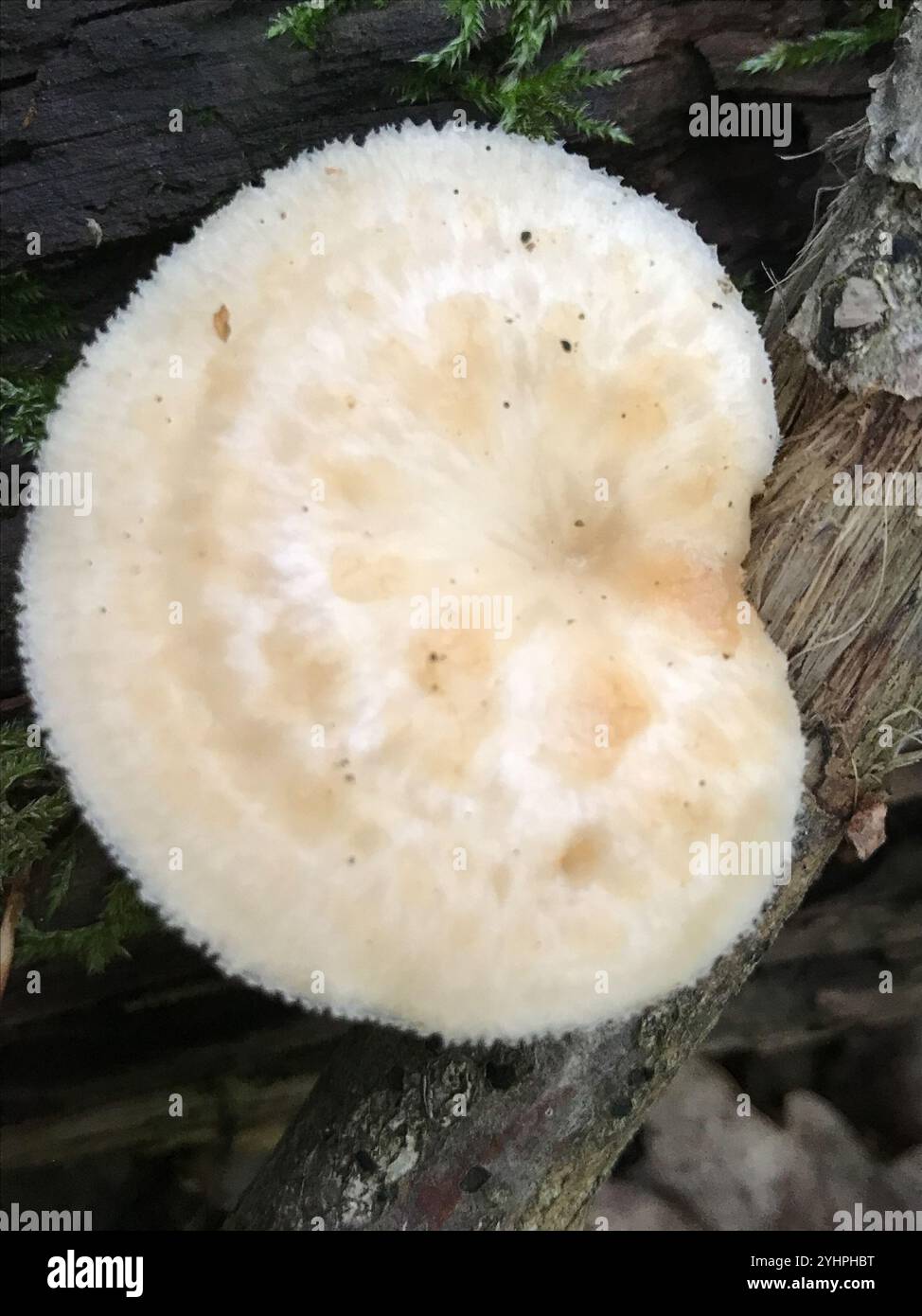 Polyporus tuberaster hi-res stock photography and images - Alamy