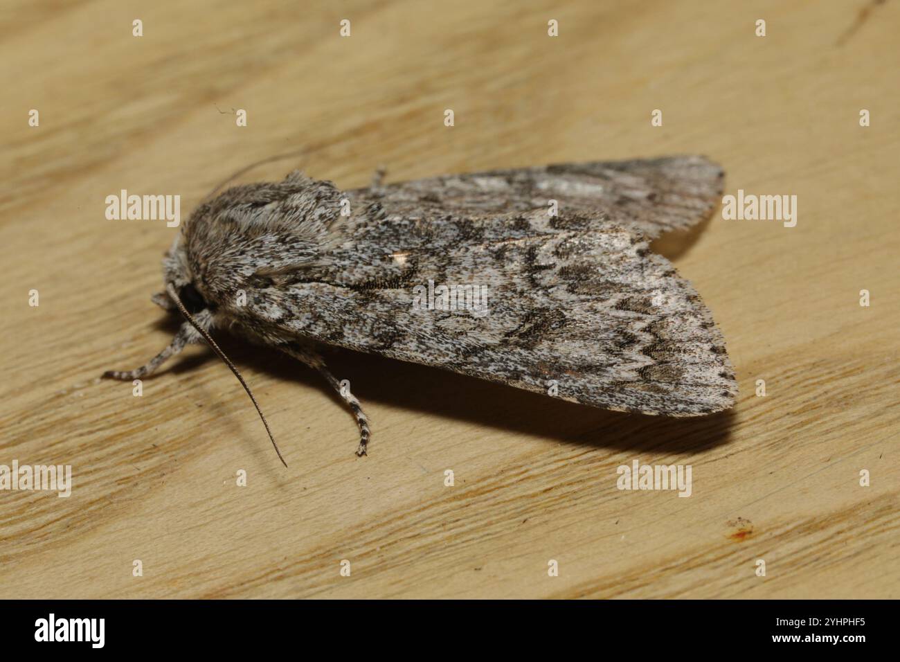 Sycamore Moth (Acronicta aceris Stock Photo - Alamy