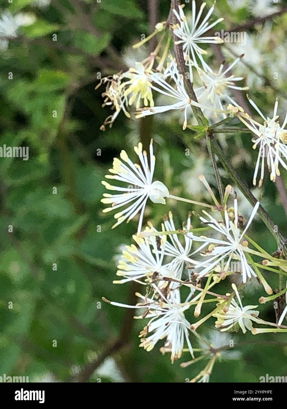 tall meadow-rue (Thalictrum pubescens Stock Photo - Alamy