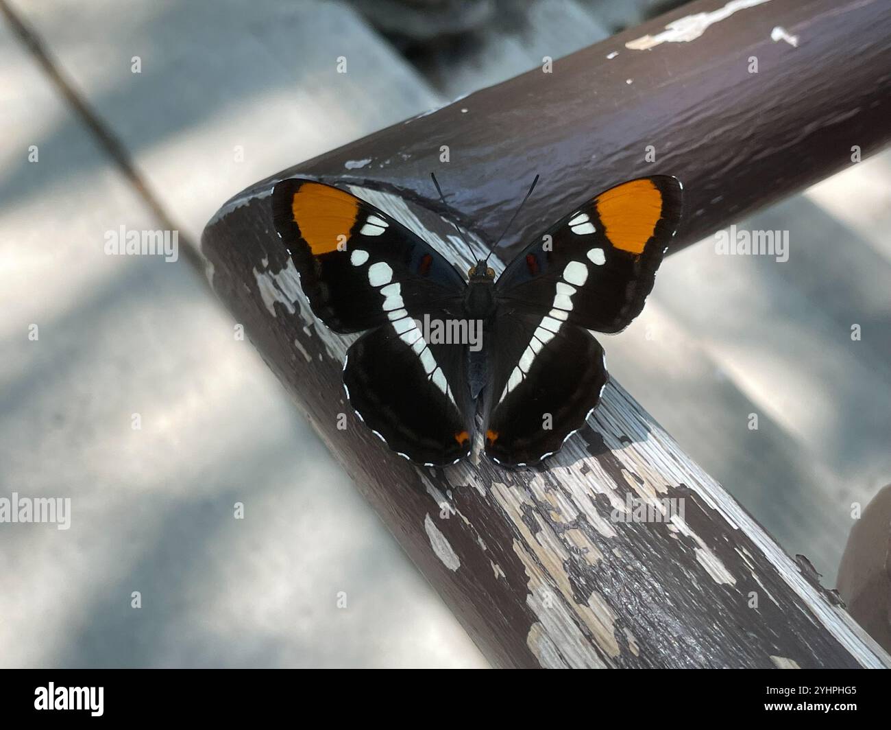 California Sister (Adelpha californica Stock Photo - Alamy