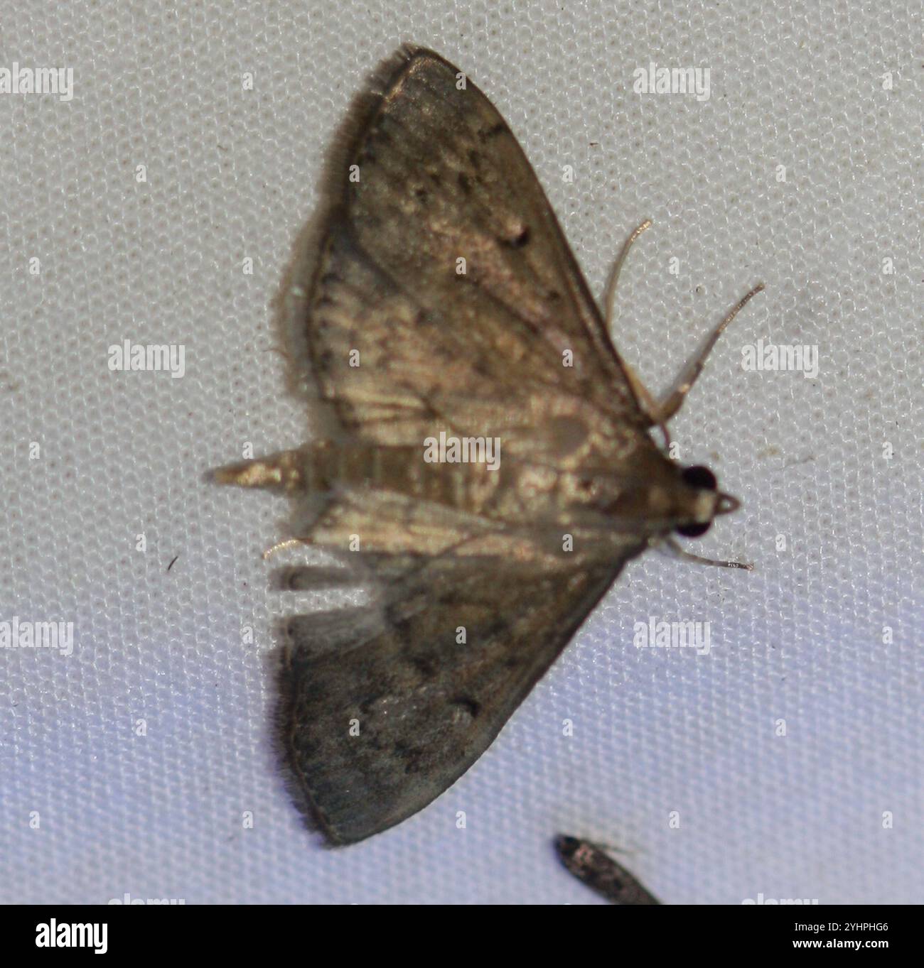 Grass Webworm Moth (Herpetogramma licarsisalis Stock Photo - Alamy