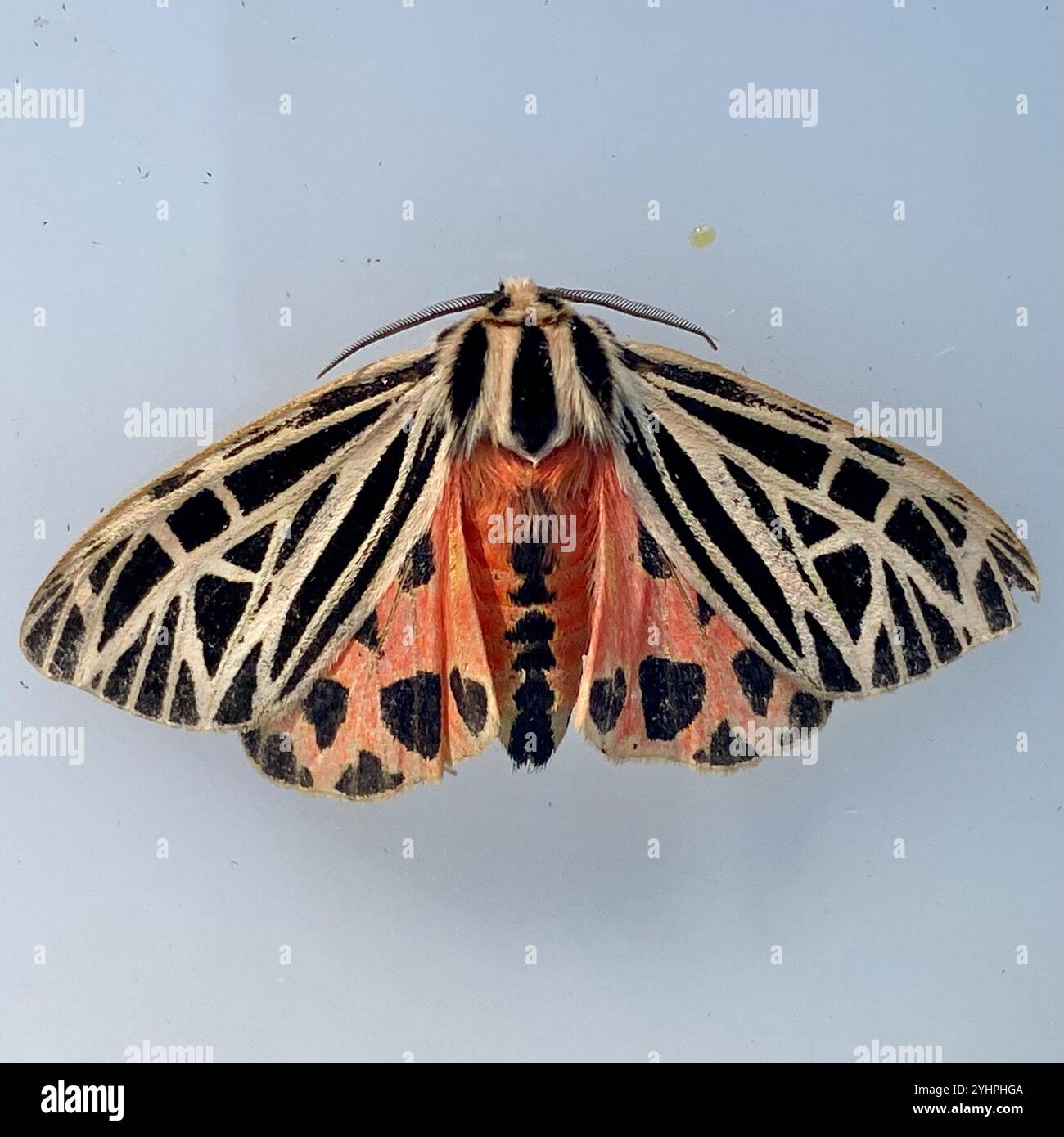 Virgin Tiger Moth (Apantesis virgo Stock Photo - Alamy