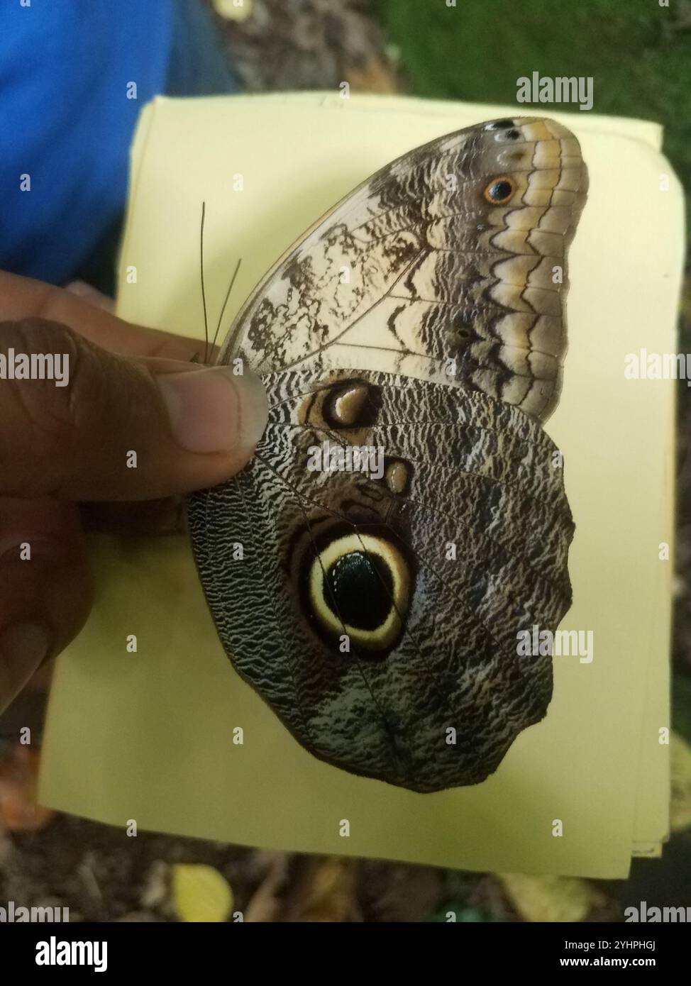 Telamonius hi-res stock photography and images - Alamy