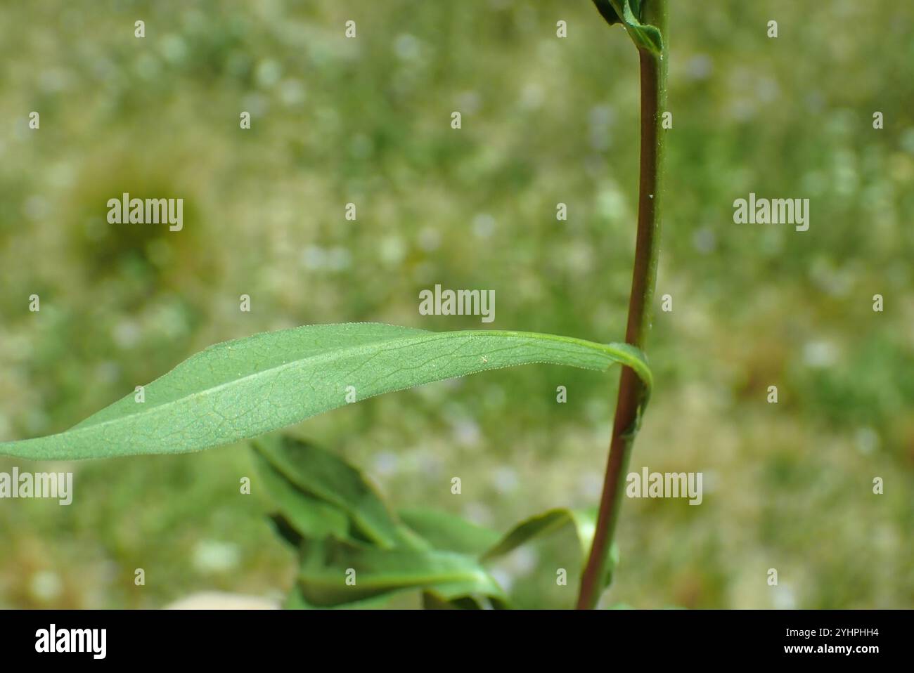 Subalpine Fleabane (Erigeron glacialis glacialis Stock Photo - Alamy
