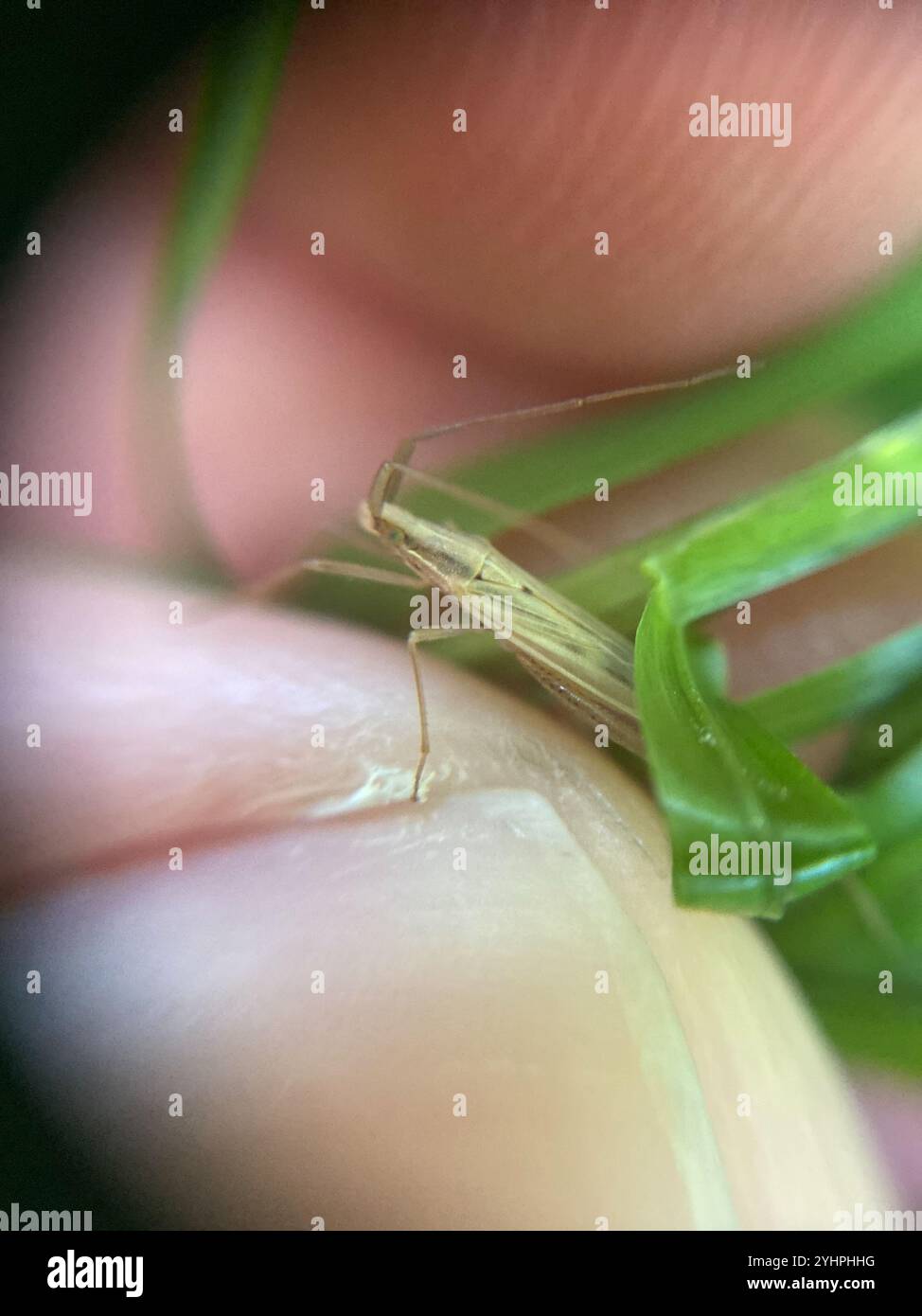 Grass bug (Stenodema laevigata Stock Photo - Alamy