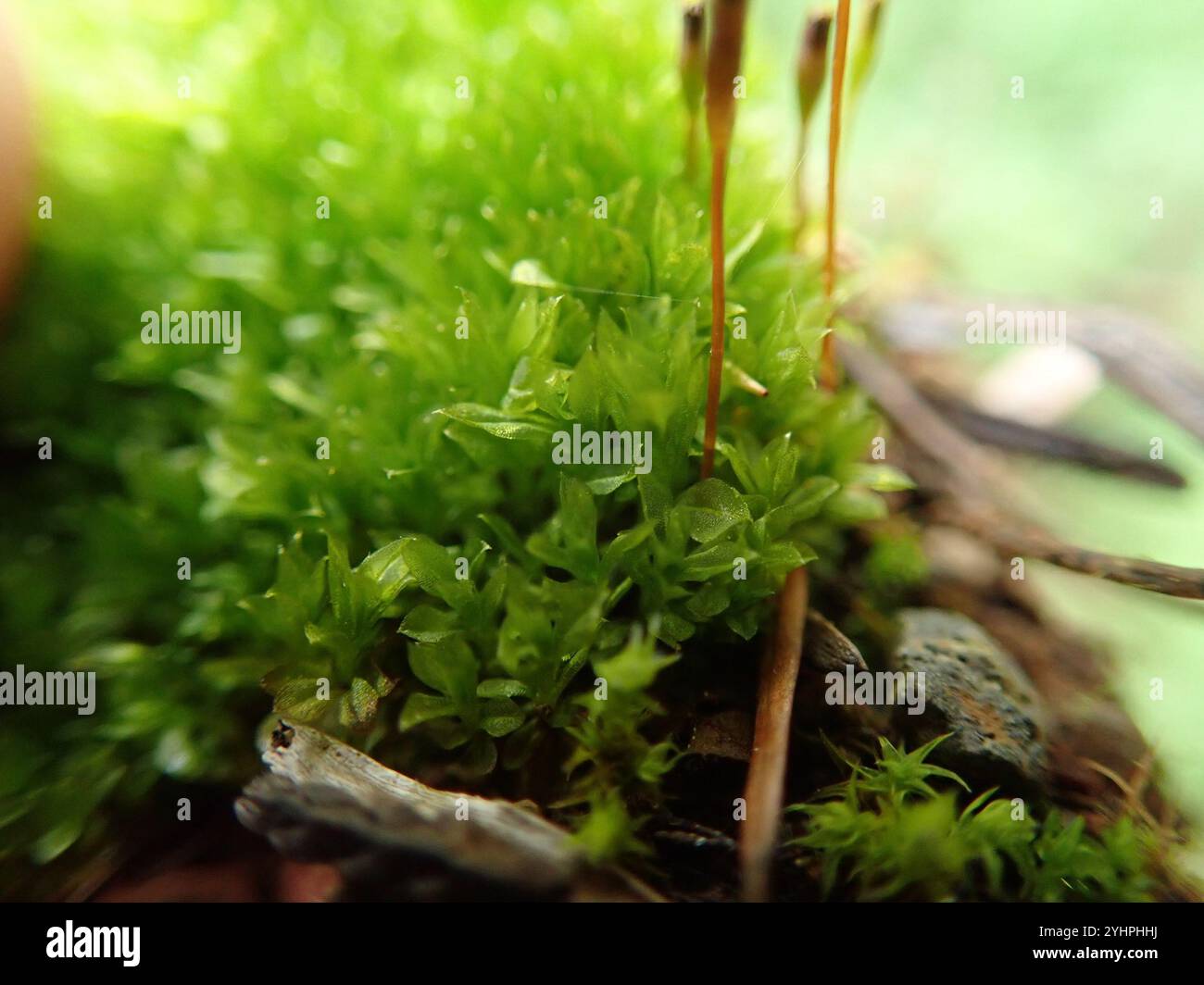 Slender Cruet-moss (Tetraplodon mnioides Stock Photo - Alamy