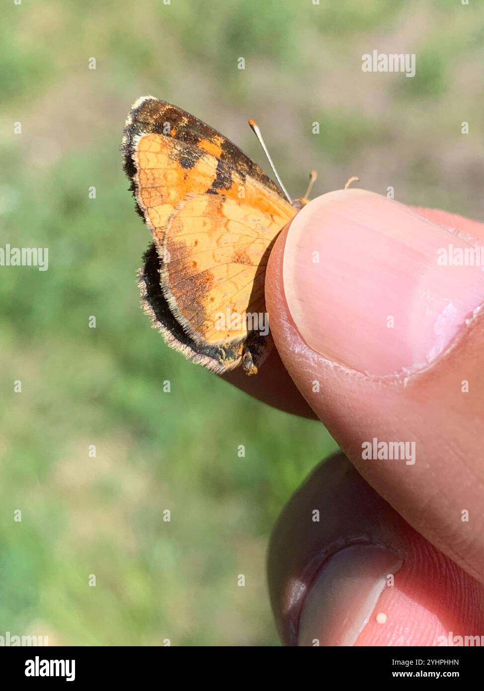 Northern Crescent (Phyciodes cocyta Stock Photo - Alamy