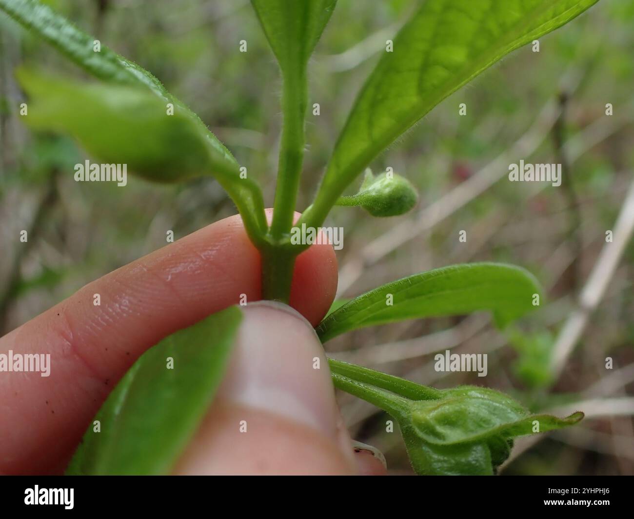 twinberry honeysuckle (Lonicera involucrata Stock Photo - Alamy