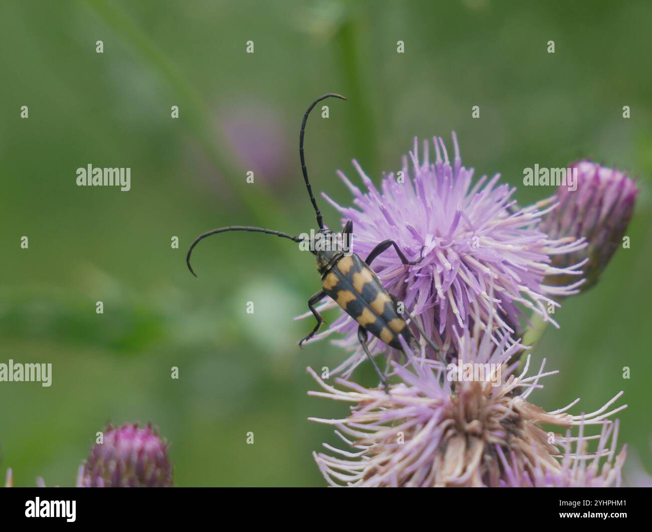 four-banded longhorn beetle (Leptura quadrifasciata Stock Photo - Alamy