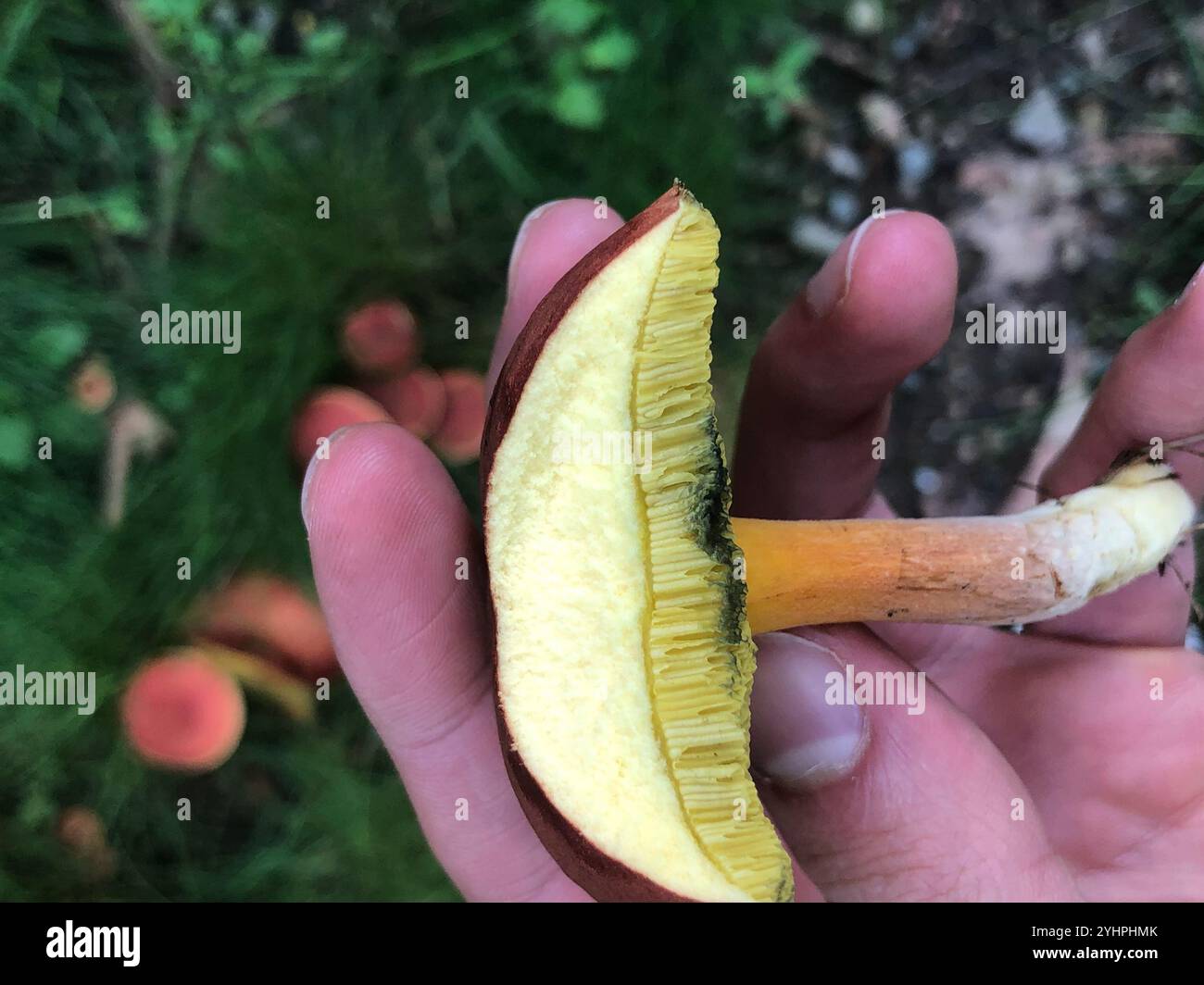 Hortiboletus hi-res stock photography and images - Alamy