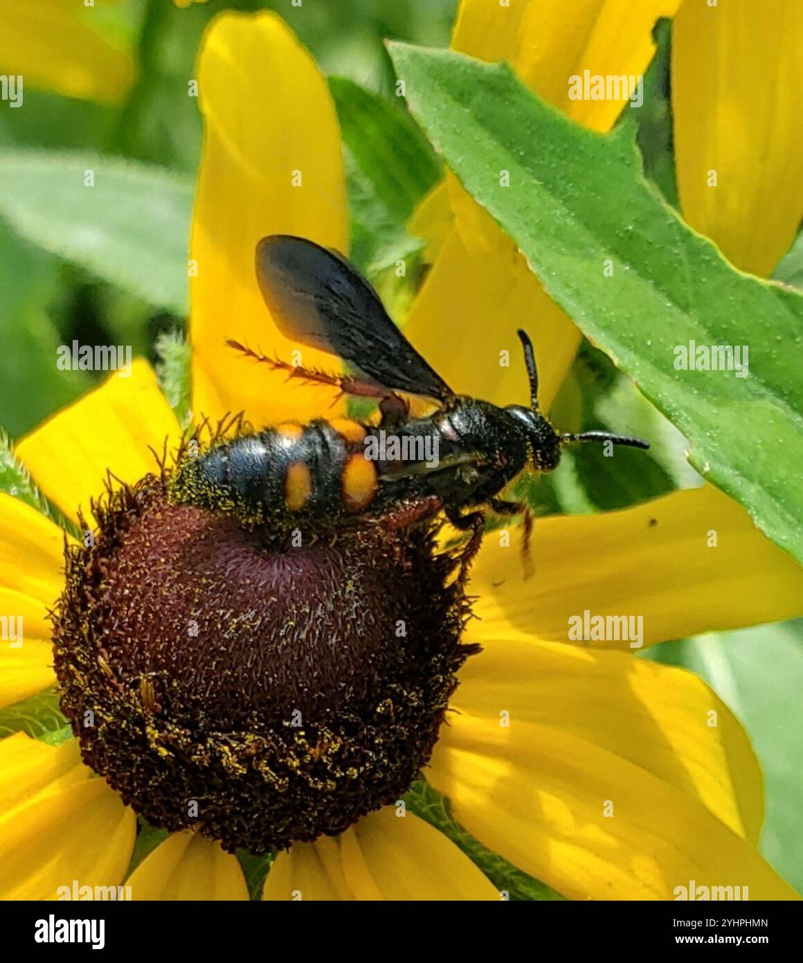 Noble scoliid wasp hi-res stock photography and images - Alamy