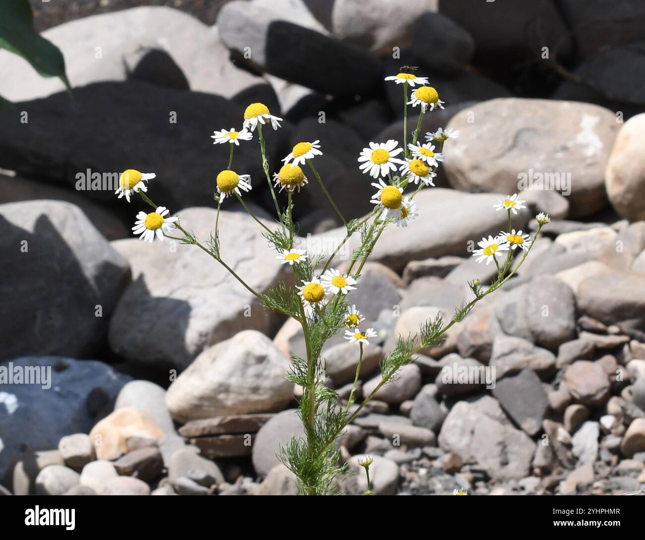 scentless mayweed (Tripleurospermum inodorum Stock Photo - Alamy