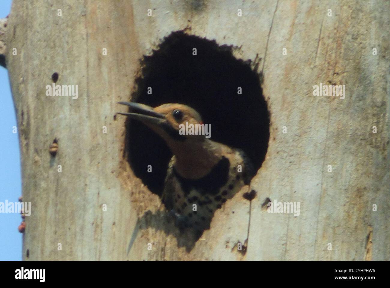 Northern Flicker (Colaptes auratus Stock Photo - Alamy