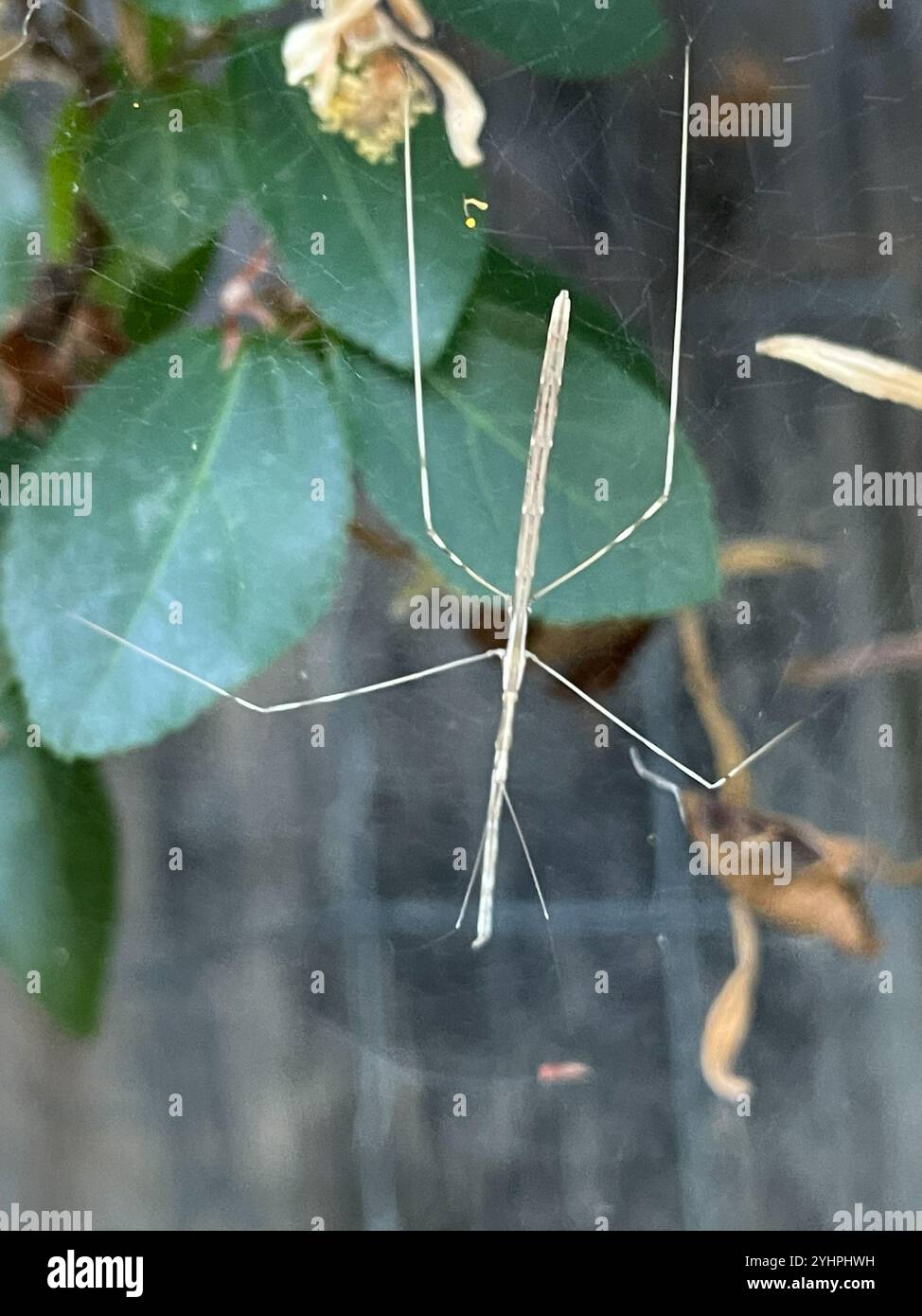 Thread-legged Bugs (Emesinae Stock Photo - Alamy