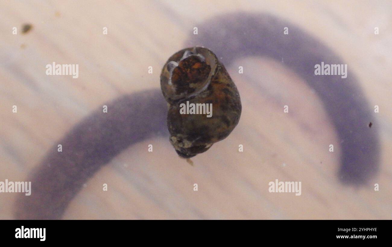 Hydrobiid Mud Snails (Hydrobiidae Stock Photo - Alamy