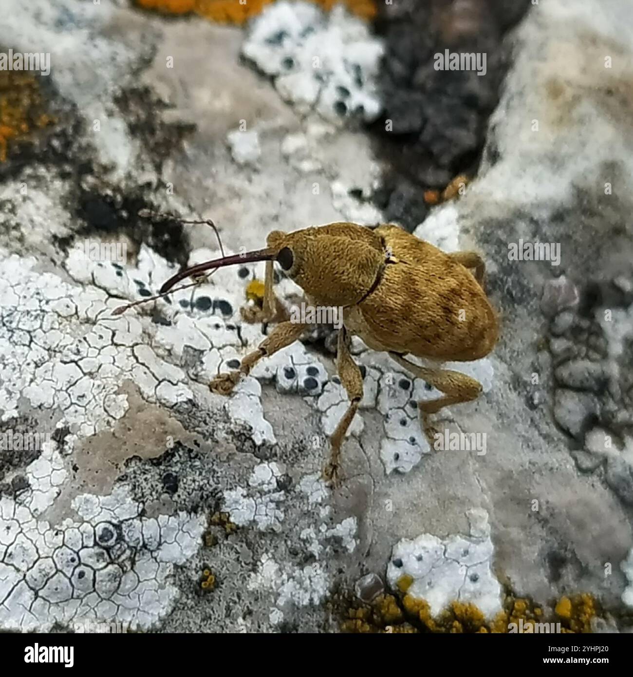 Nut and Acorn Weevils (Curculio Stock Photo - Alamy
