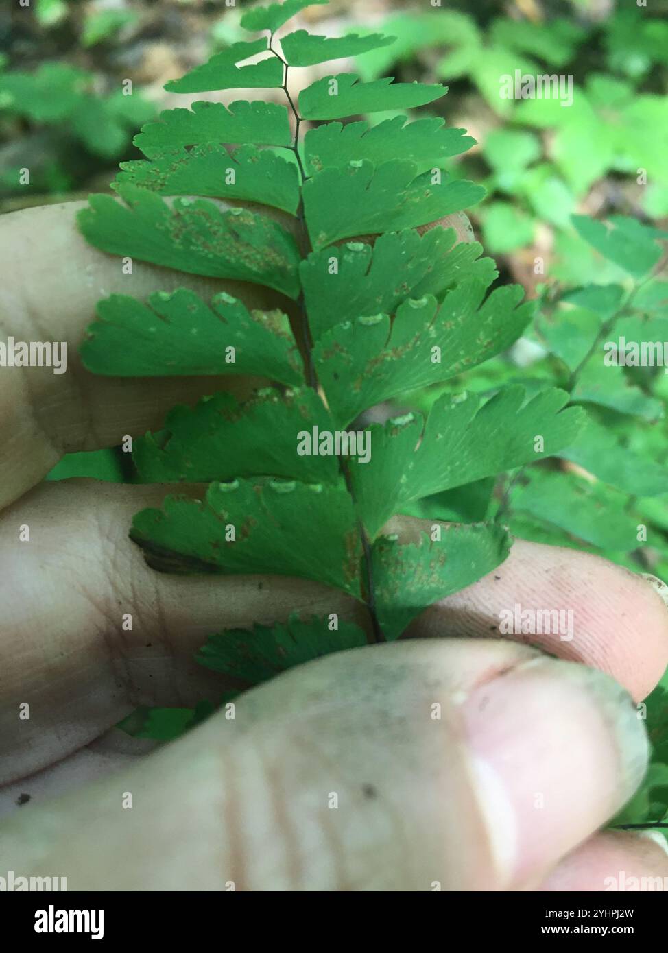 northern maidenhair fern (Adiantum pedatum Stock Photo - Alamy