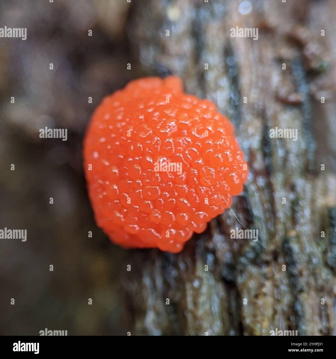 Red Raspberry Slime Mold (Tubifera ferruginosa Stock Photo - Alamy