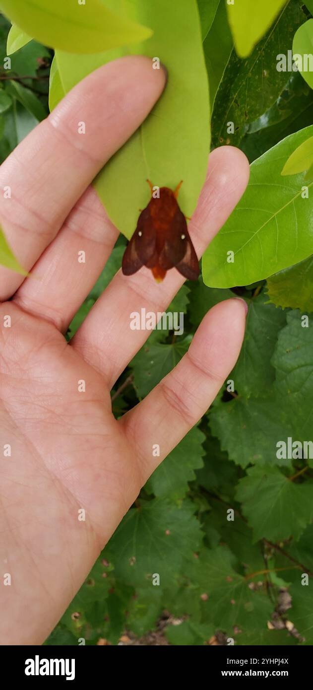 Southern Pink-striped Oakworm Moth (Anisota pellucida Stock Photo - Alamy