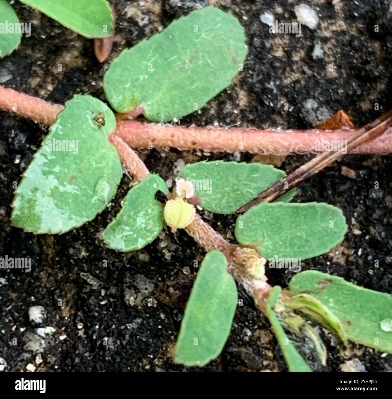 Spotted spurge (Euphorbia maculata Stock Photo - Alamy