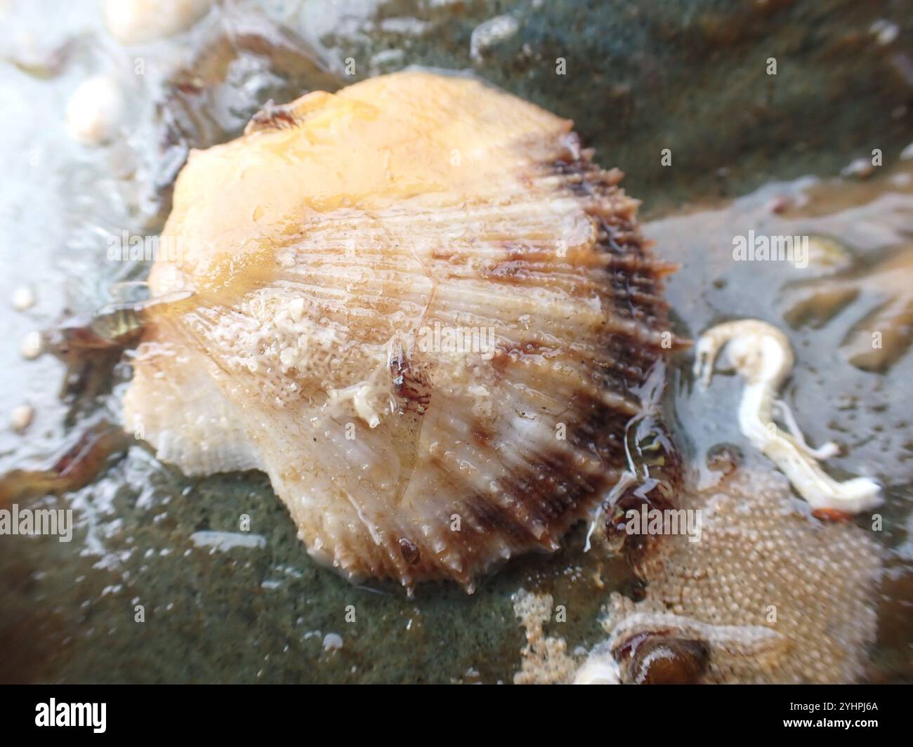 Giant Rock Scallop (Crassadoma gigantea Stock Photo - Alamy