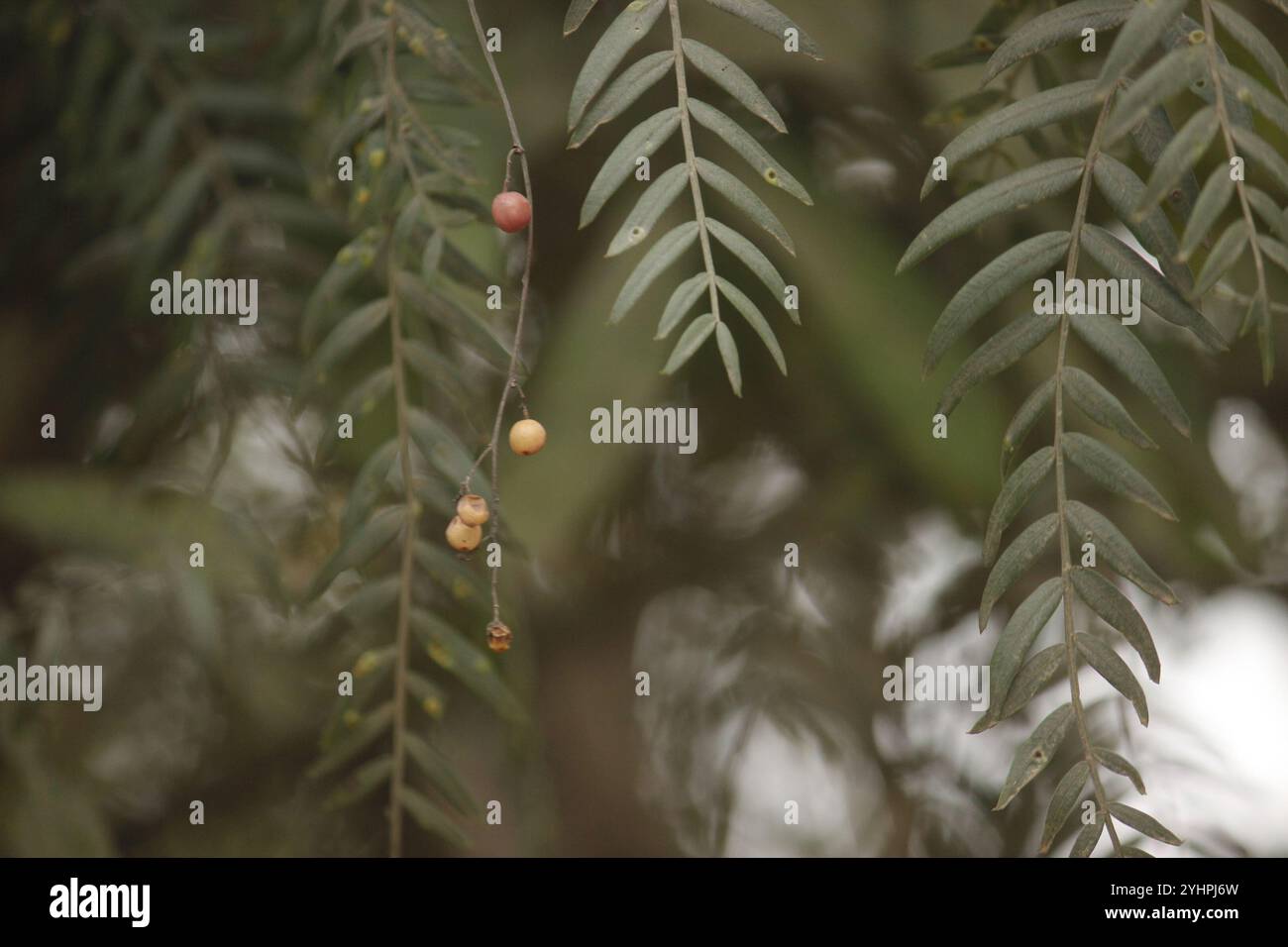 Peruvian Pepper Tree (Schinus molle Stock Photo - Alamy