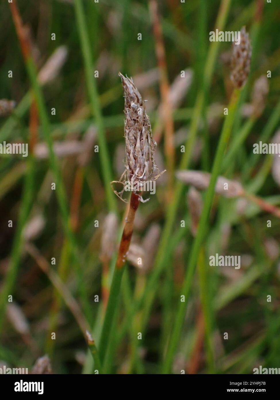 common spikerush (Eleocharis palustris Stock Photo - Alamy