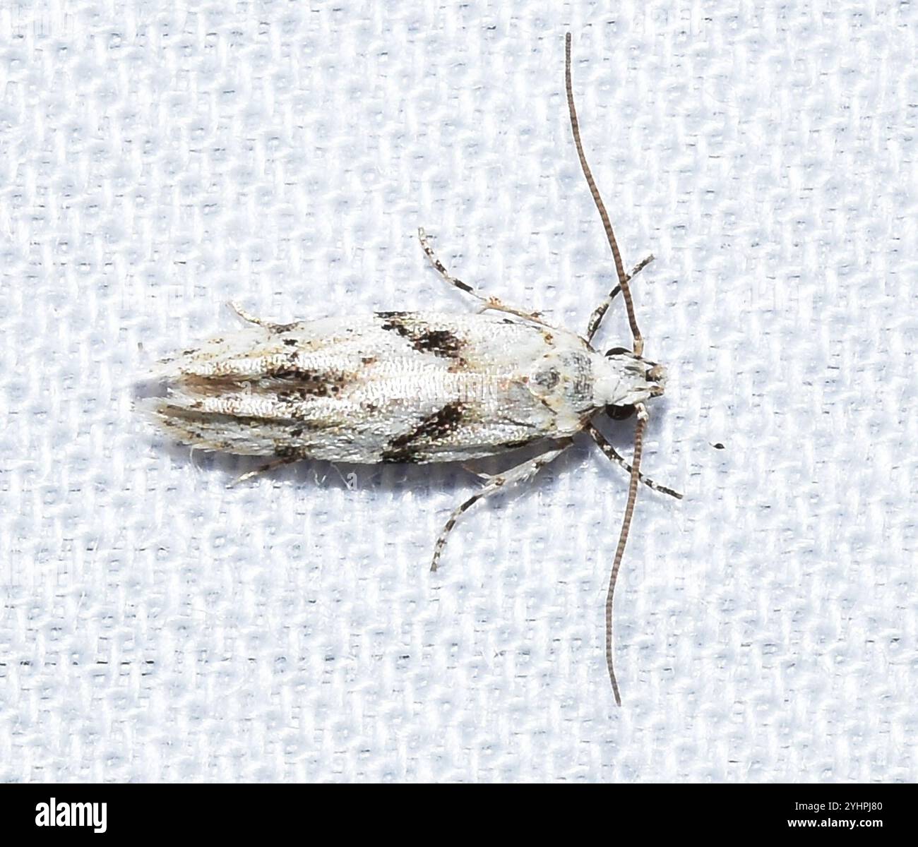White Stripe-backed Moth (Arogalea cristifasciella Stock Photo - Alamy