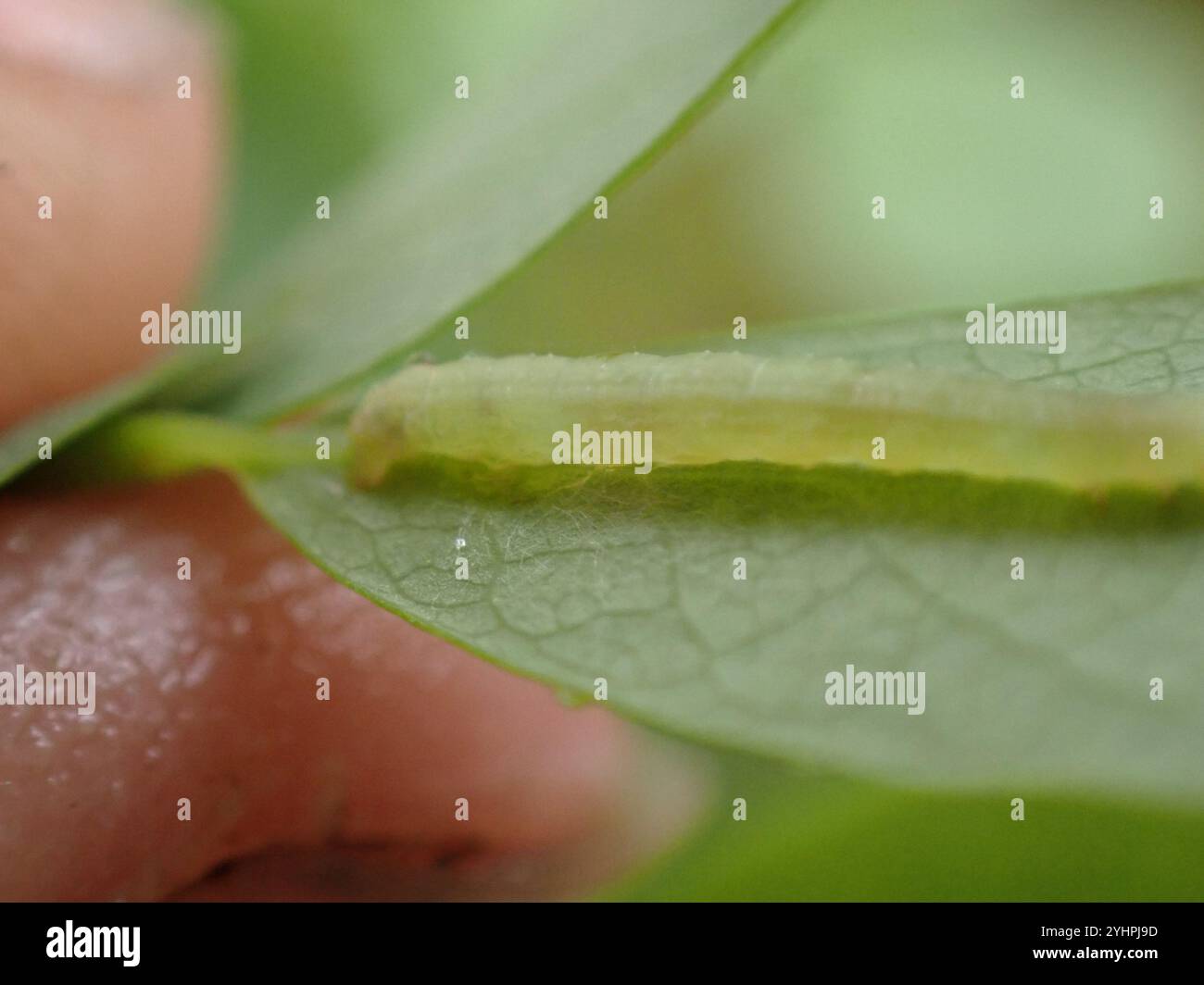 Geometer Moths (Geometridae Stock Photo - Alamy
