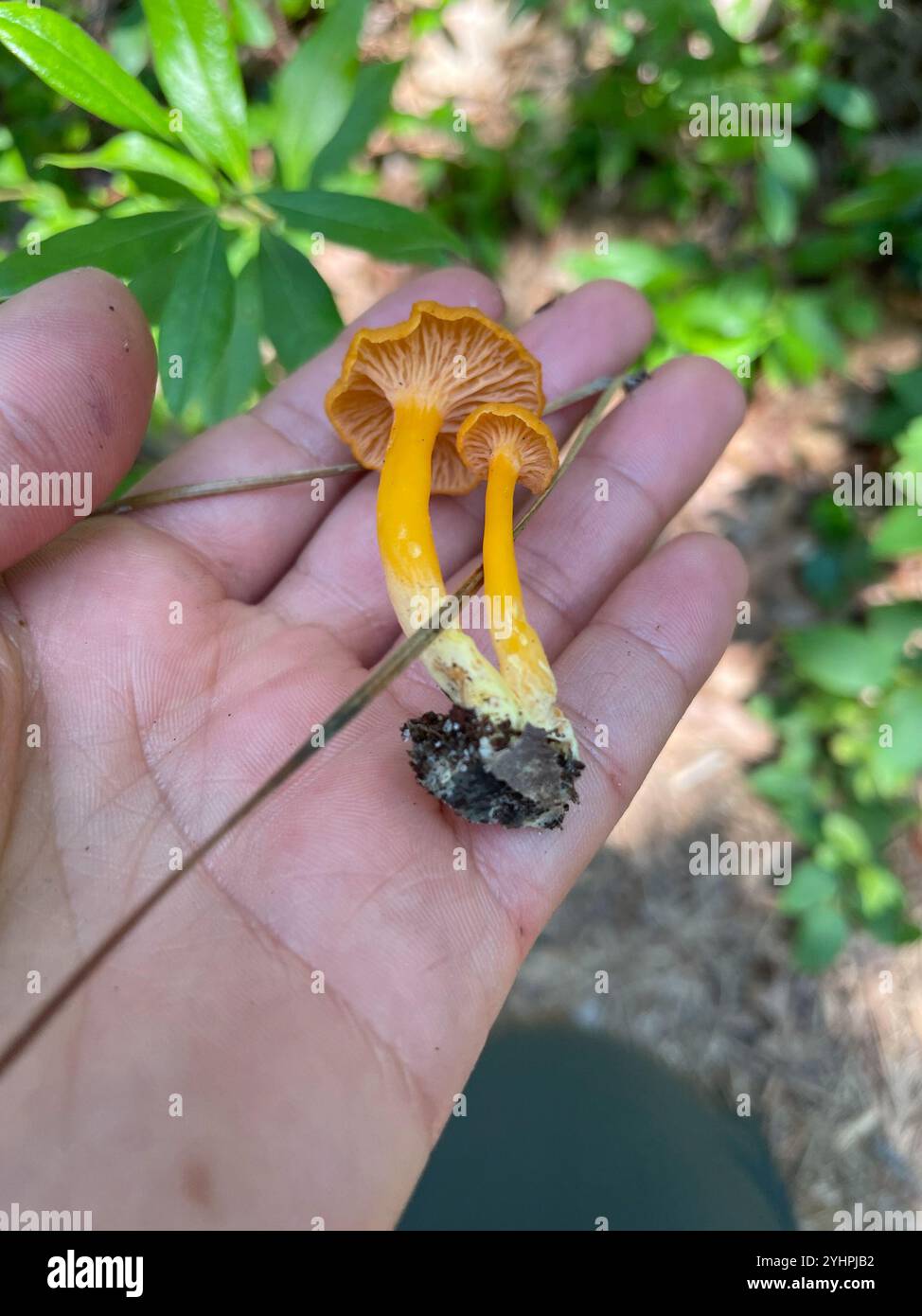 flame trumpet (Craterellus ignicolor Stock Photo - Alamy