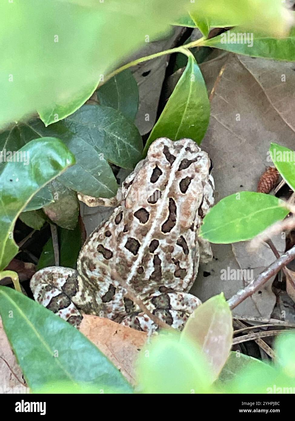 Fowler's Toad (Anaxyrus fowleri Stock Photo - Alamy