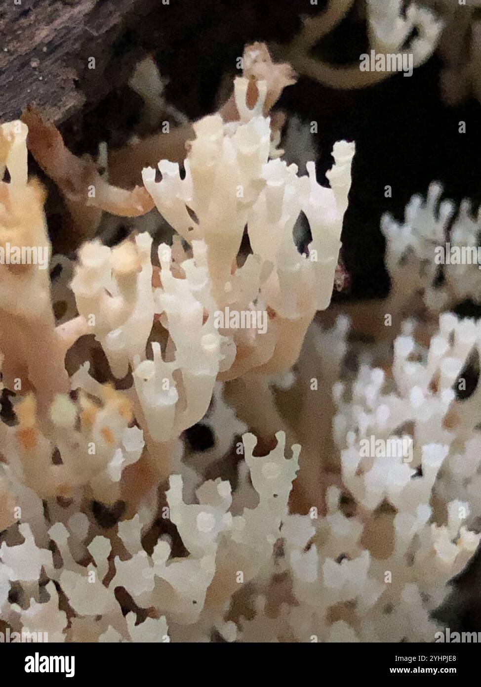 crown-tipped coral fungus (Artomyces pyxidatus Stock Photo - Alamy
