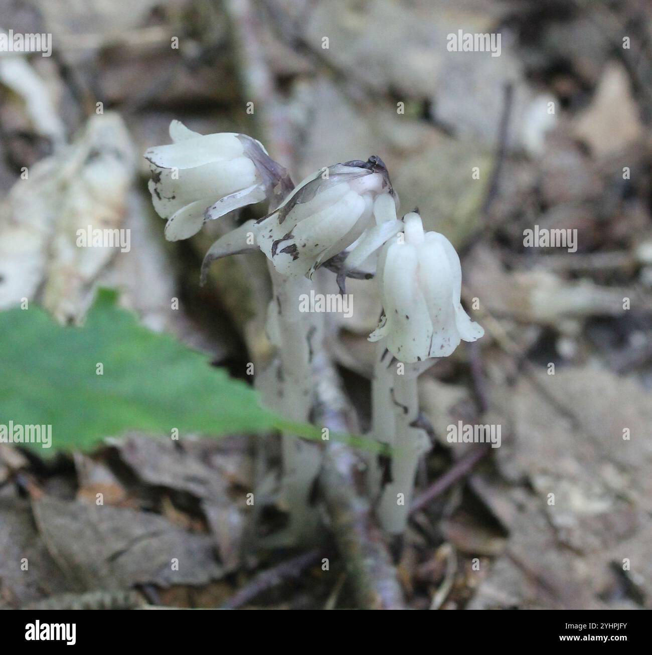 Ghost Pipe (Monotropa uniflora Stock Photo - Alamy