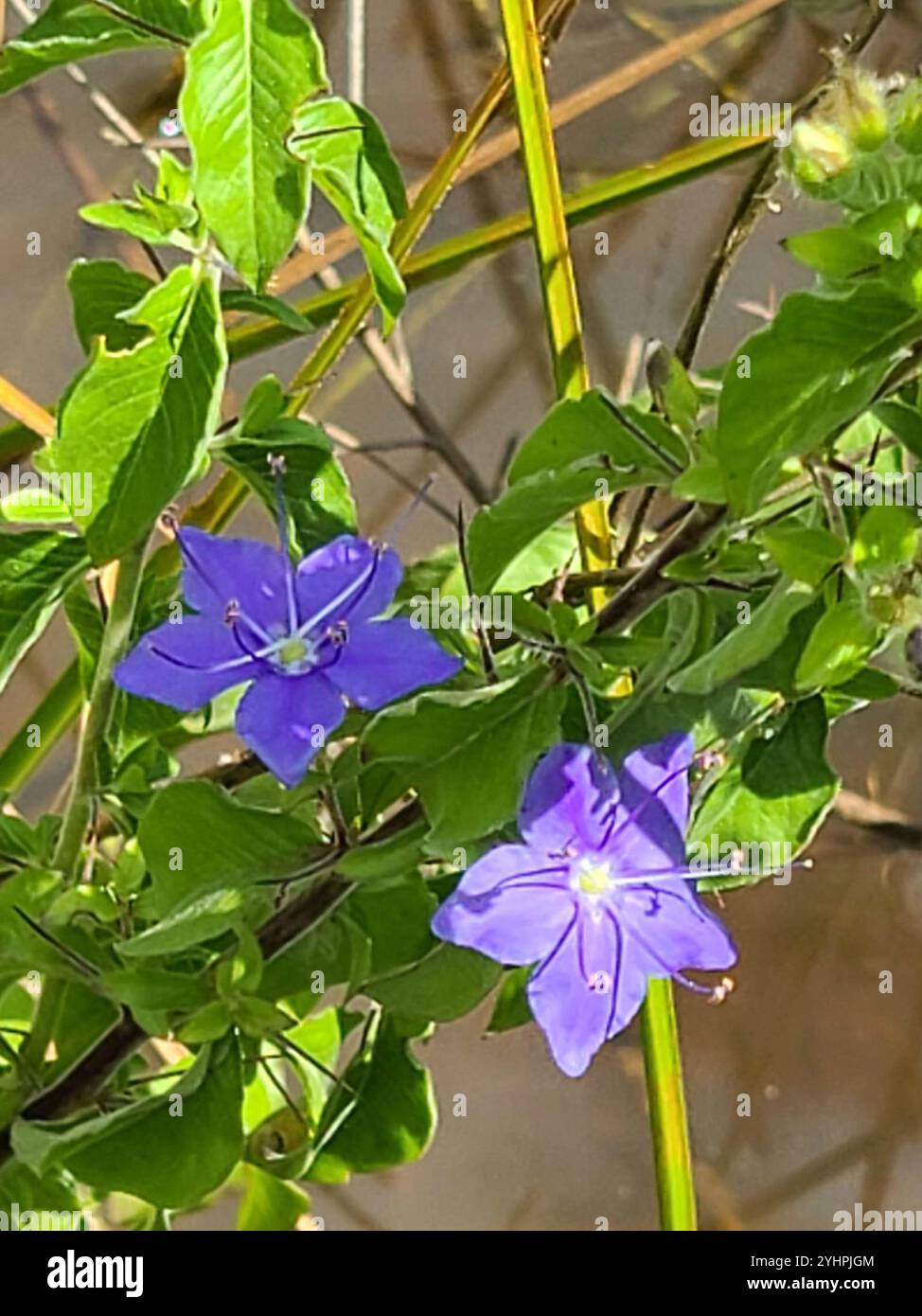 blue waterleaf (Hydrolea ovata Stock Photo - Alamy