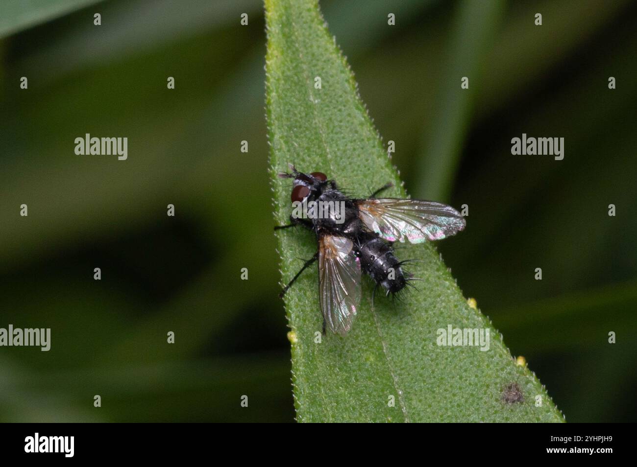 Bot Flies, Blow Flies, and Allies (Oestroidea Stock Photo - Alamy