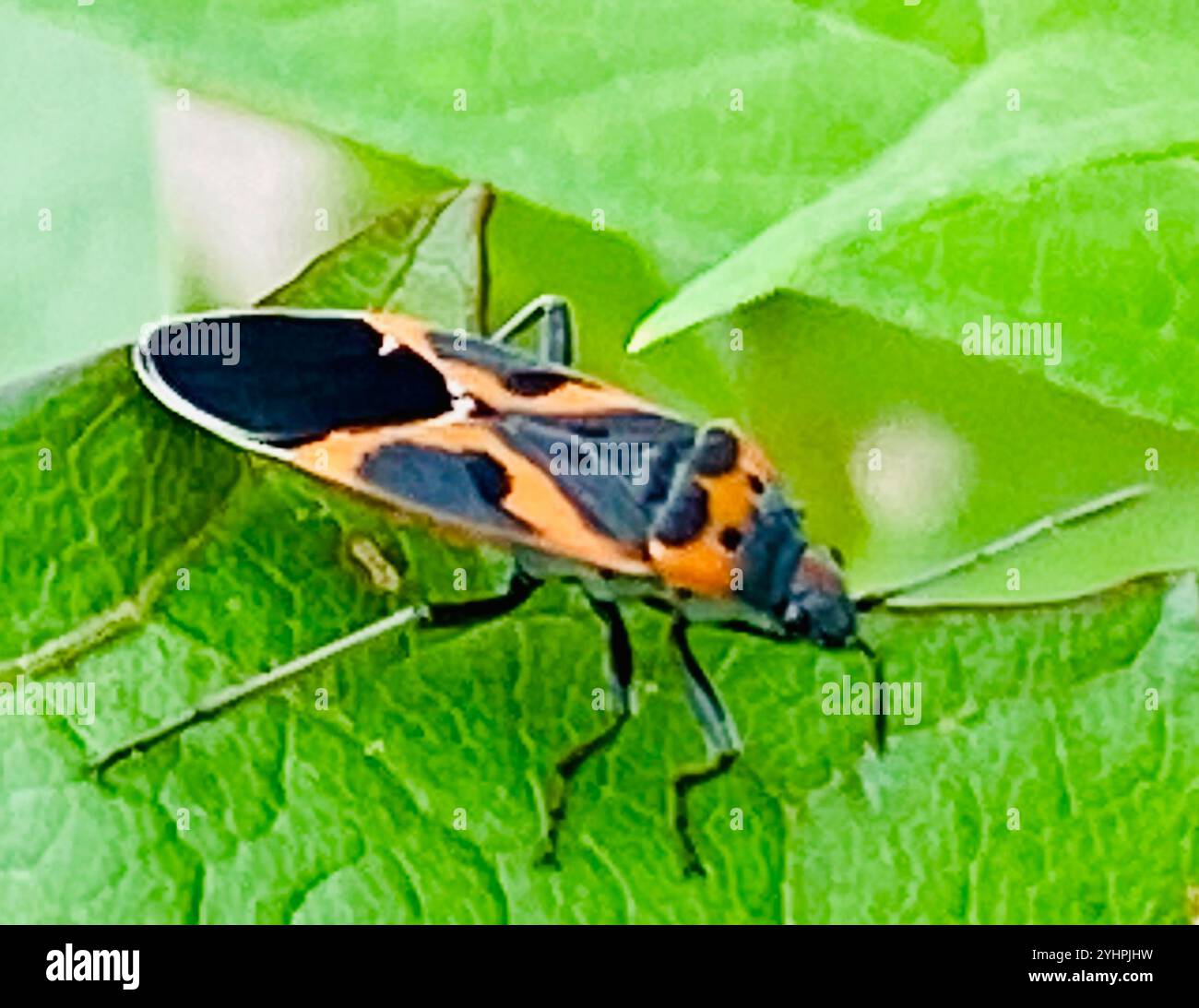 Small Milkweed Bug (Lygaeus kalmii Stock Photo - Alamy