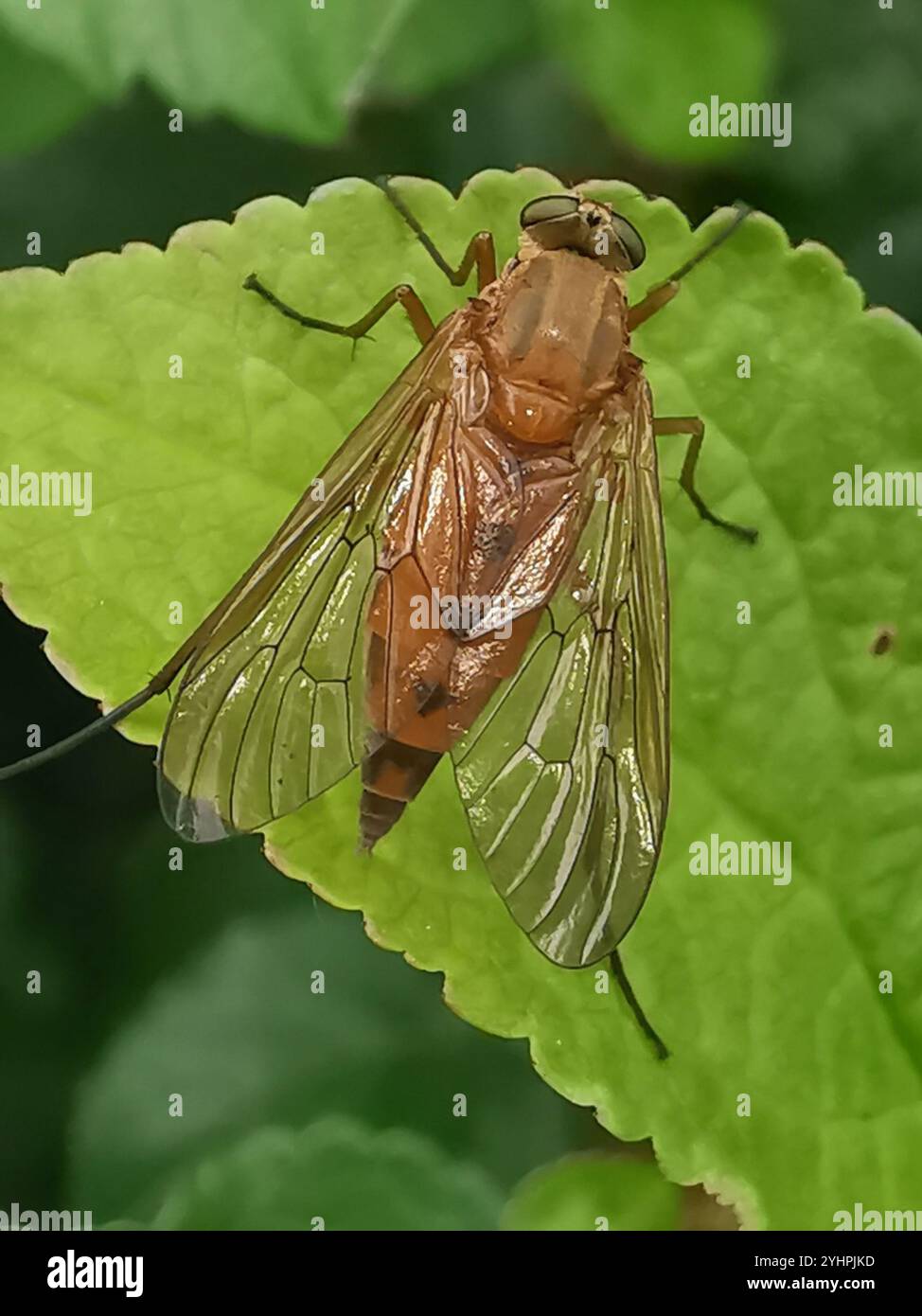 Marsh Snipe Fly (Rhagio tringarius Stock Photo - Alamy