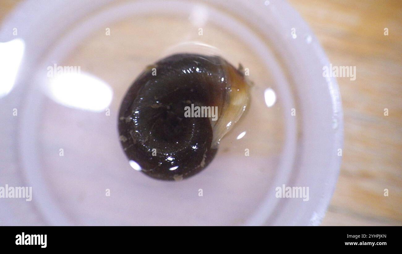 Ramshorn snails (Planorbidae Stock Photo - Alamy