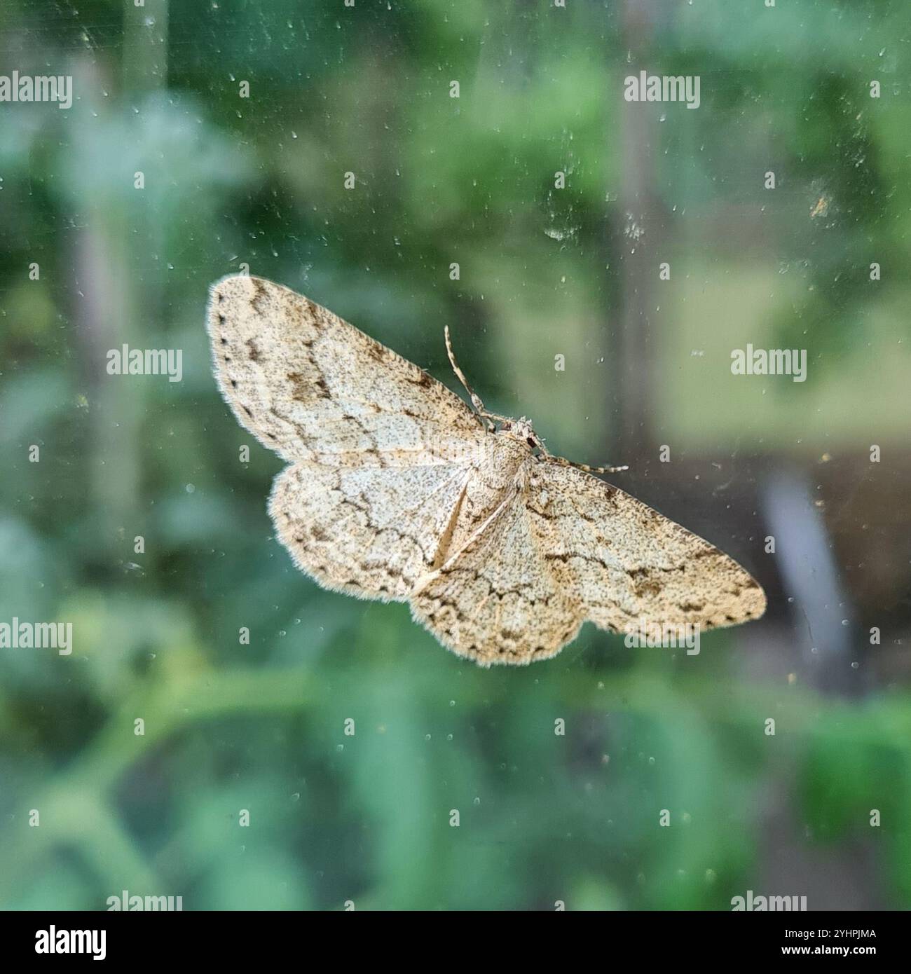 Small Engrailed (Ectropis crepuscularia Stock Photo - Alamy