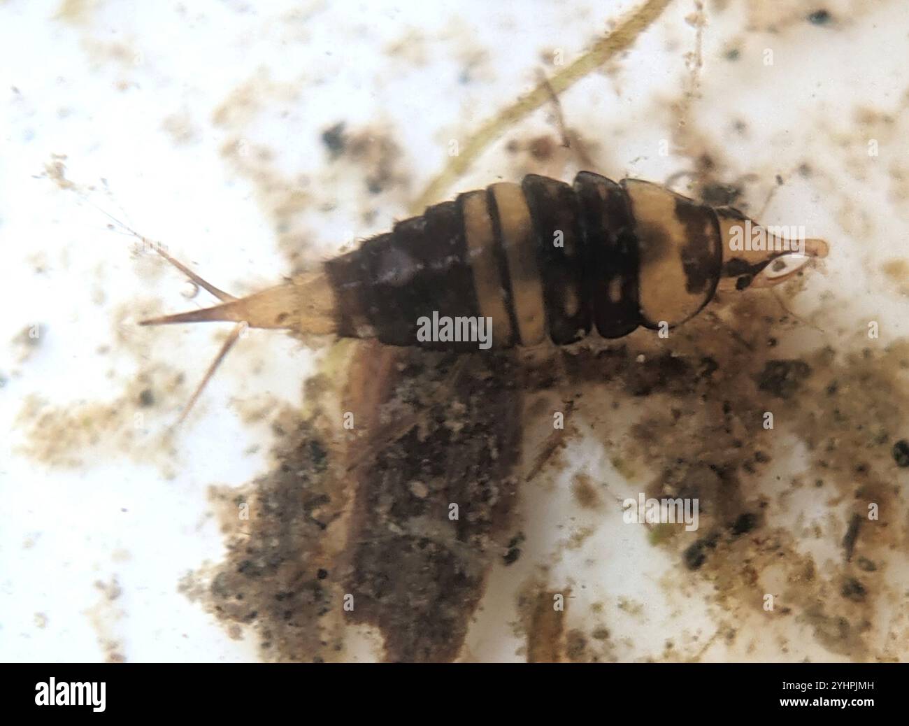 Cherrystone hi-res stock photography and images - Alamy