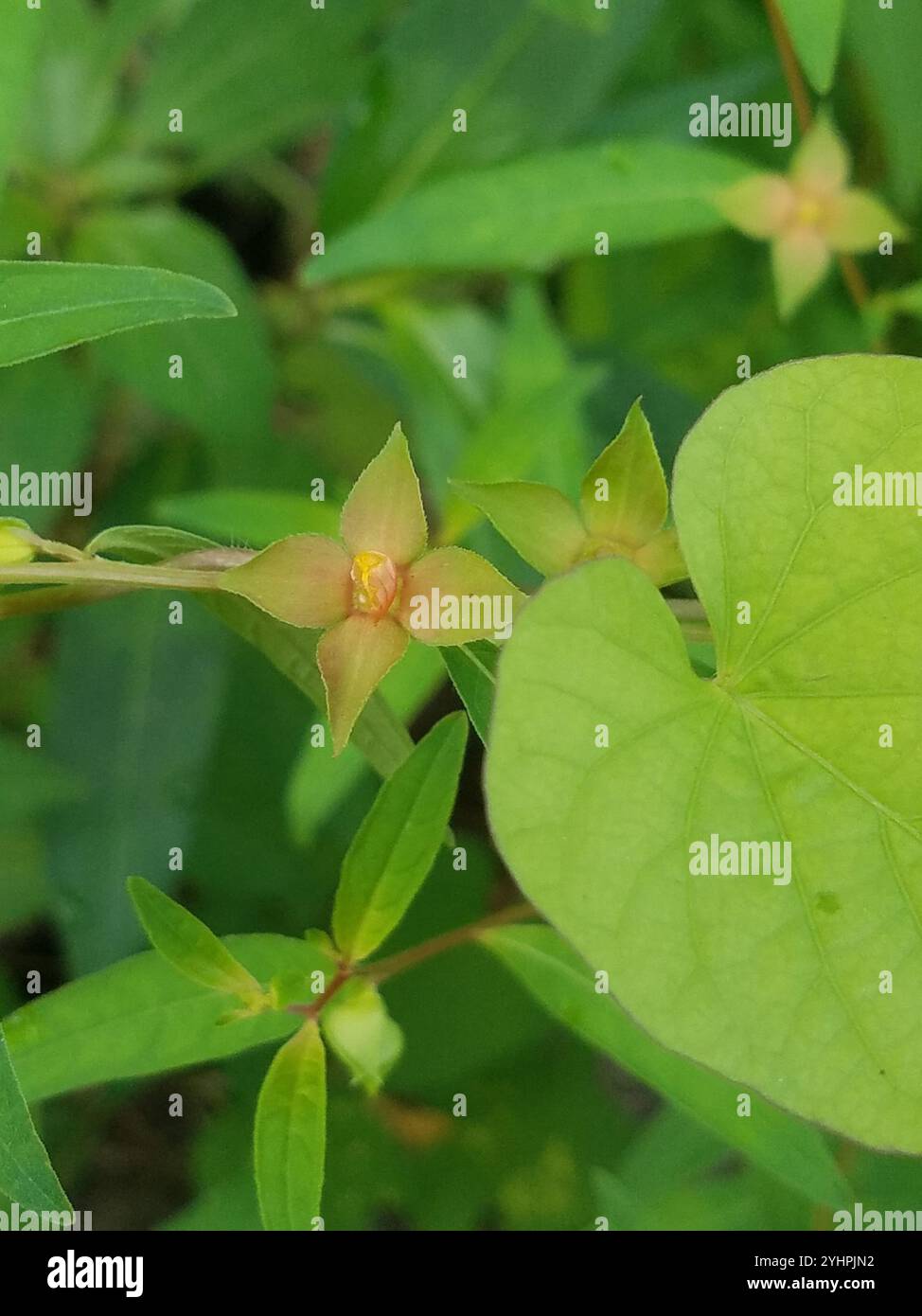 Seedbox (Ludwigia alternifolia Stock Photo - Alamy