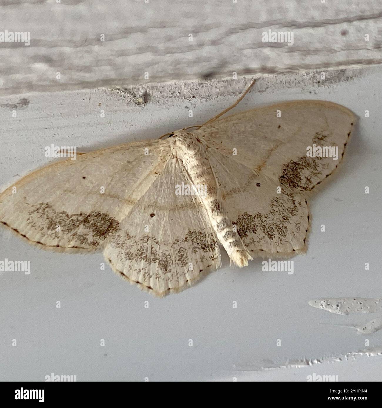 Large Lace-border Moth (Scopula limboundata Stock Photo - Alamy