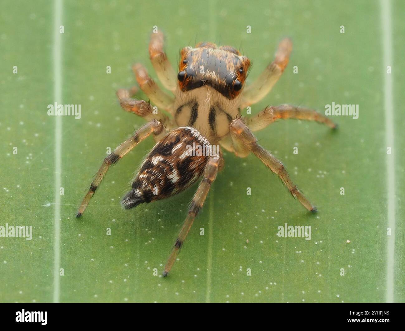 Jumping Spiders (Salticidae Stock Photo - Alamy