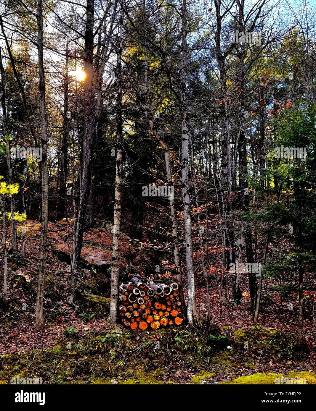 Cord of wood in a mysterious forest, in November 2024 in Val-Des-Monts ...